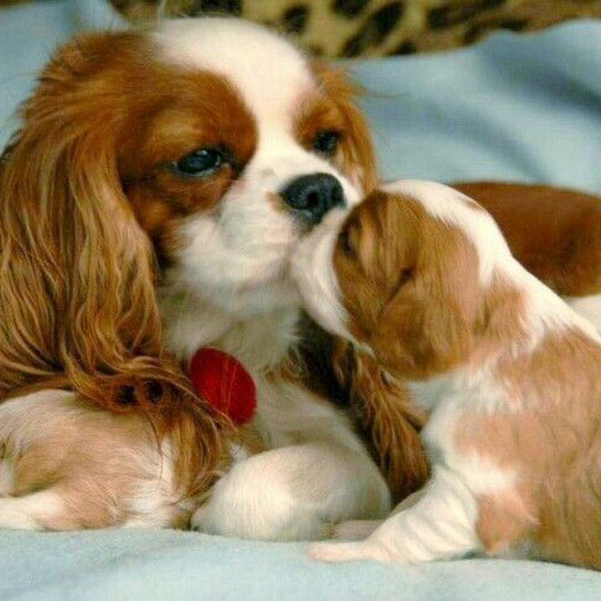 Кавалер Кинг Чарльз спаниель щенки