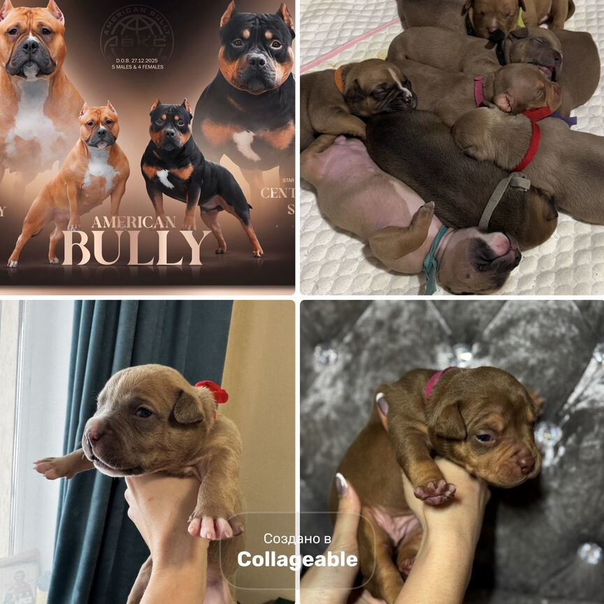Американский булли, щенок