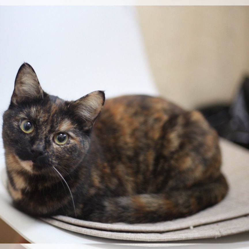 Взрослая, кошка в добрые руки