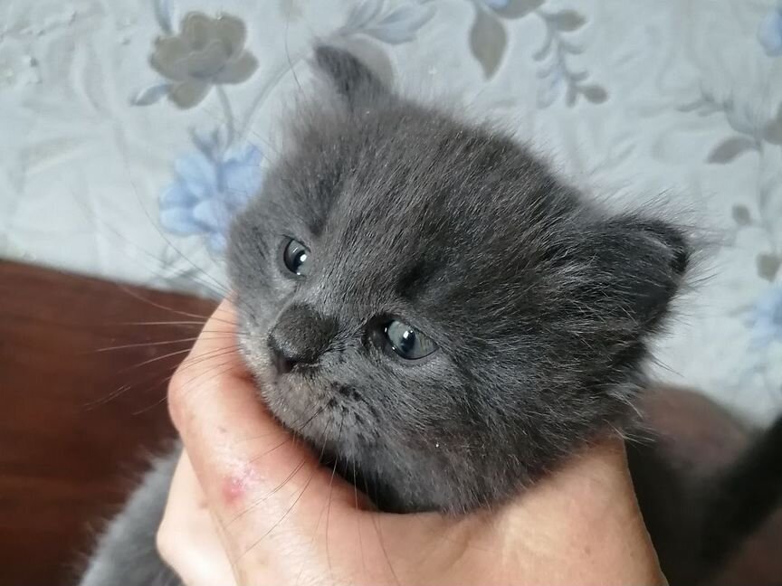 Британские котята
