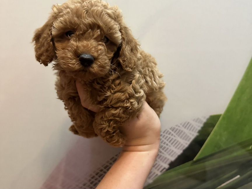 Мальтипу мальчишки кудряшики ф2