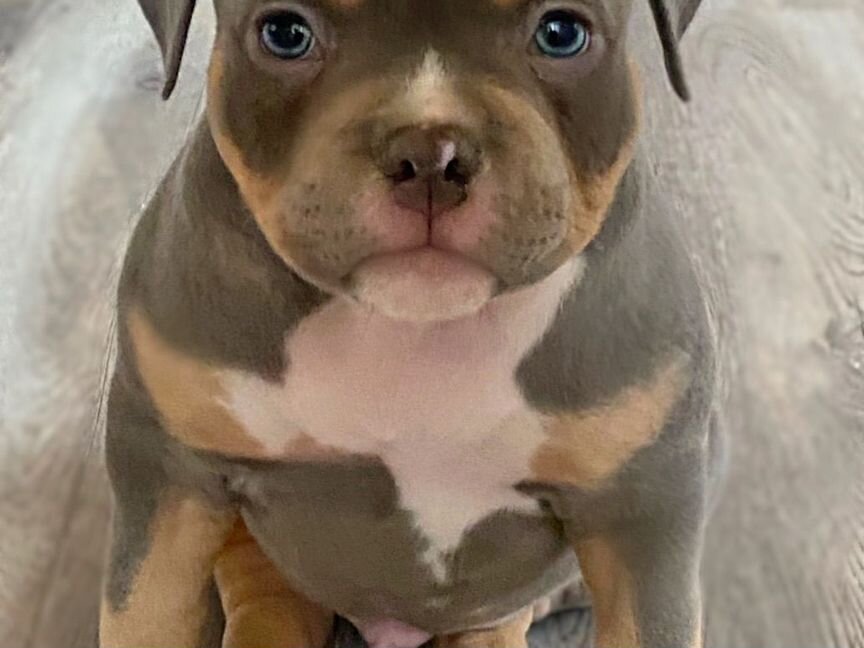 Щенки американского булли покет