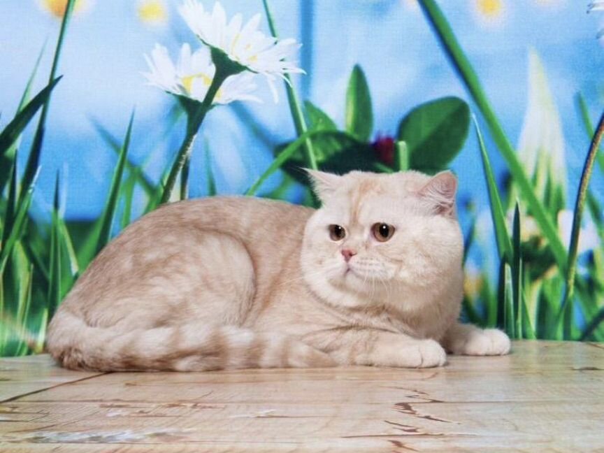 Вязка с шотландским котом