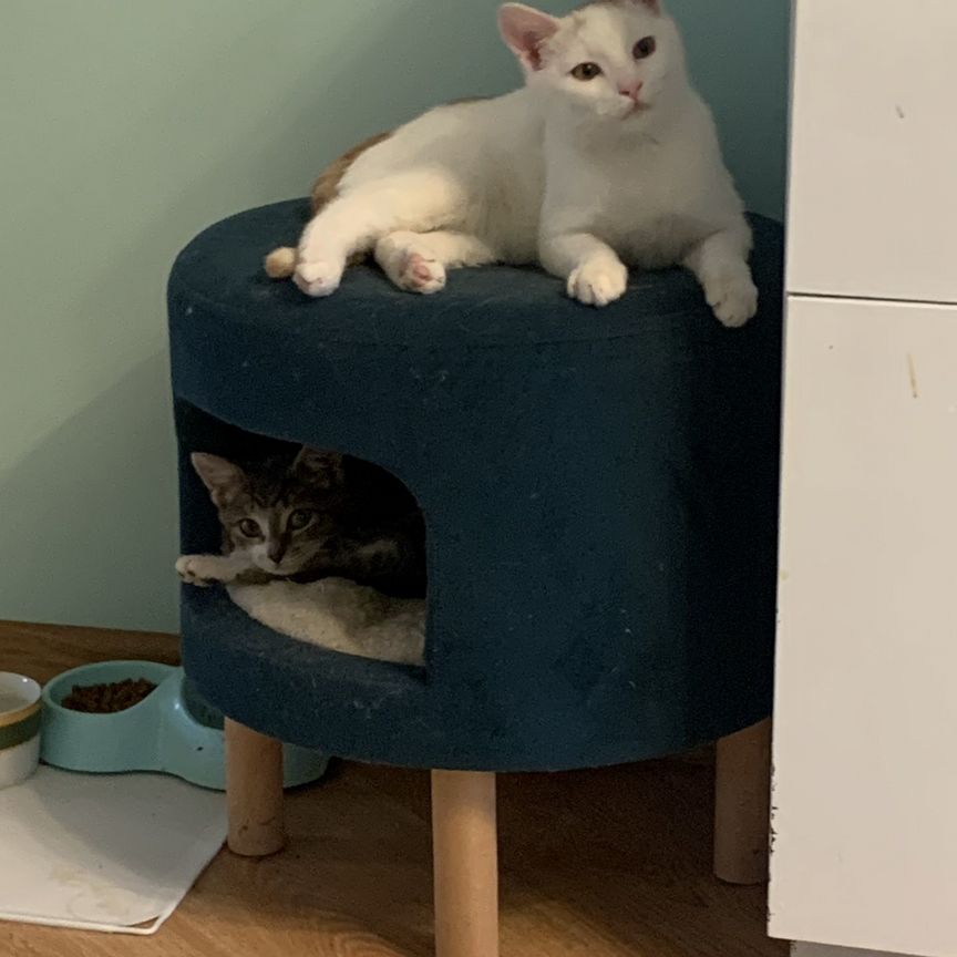 Котенок в добрые руки