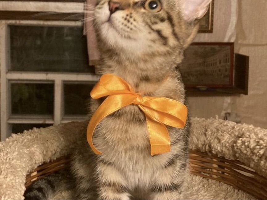 Котята домашние ласковые