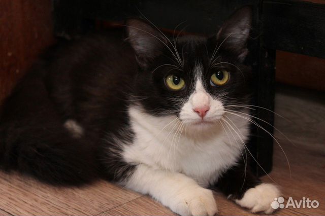 Кошка Бэлла