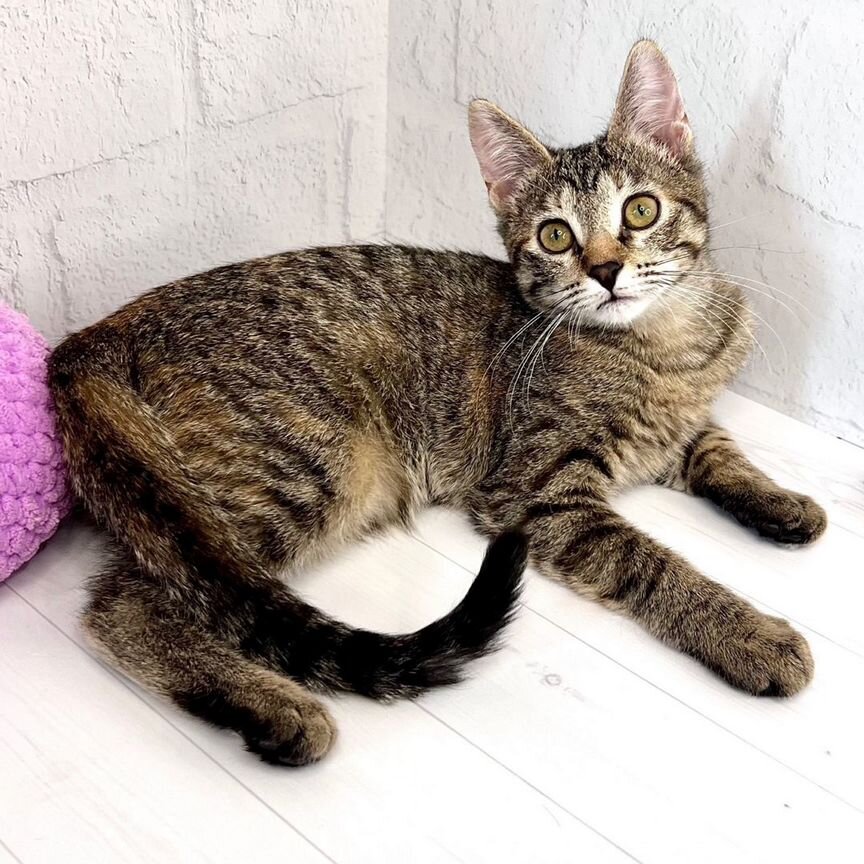 Малышка Гаечка ищет дом