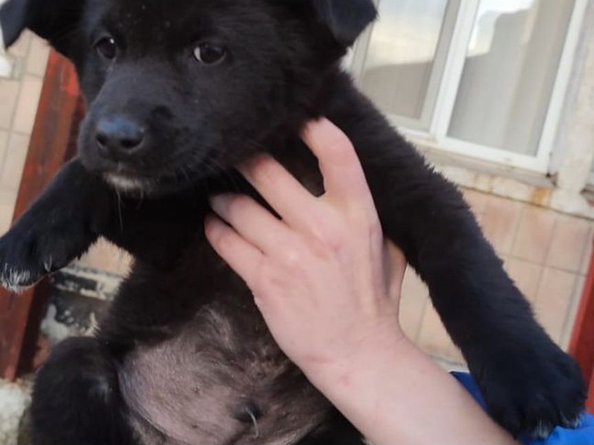 Щенята в добрые руки