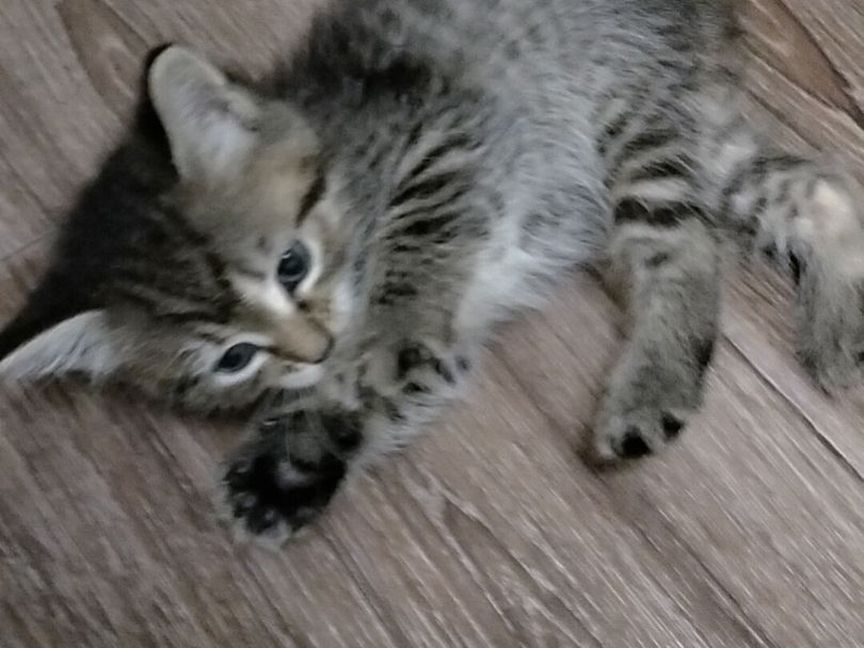 Отдам бесплатно в добрые руки