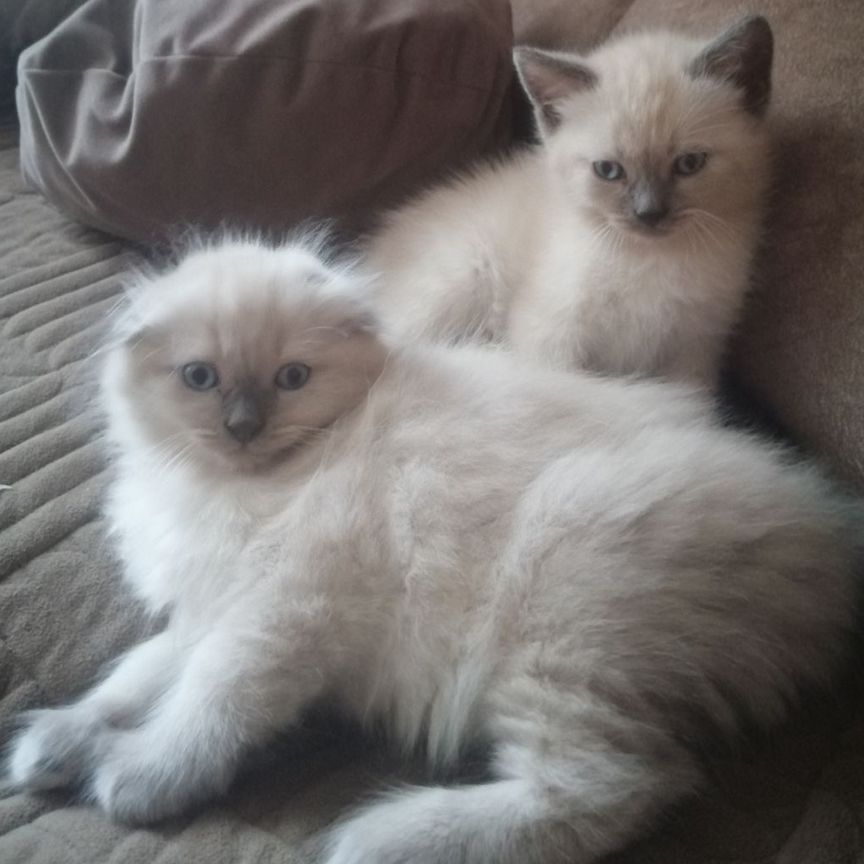 Продаётся кошечка