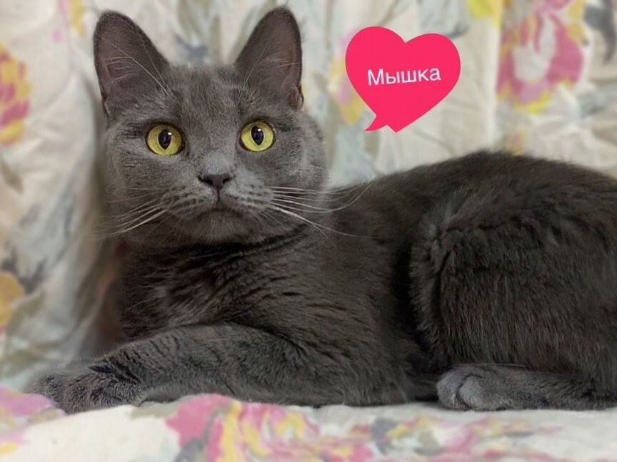 Кошечка игривая