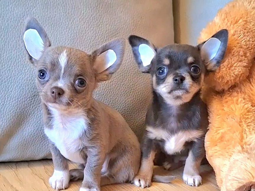 Мальчики чихуахуа
