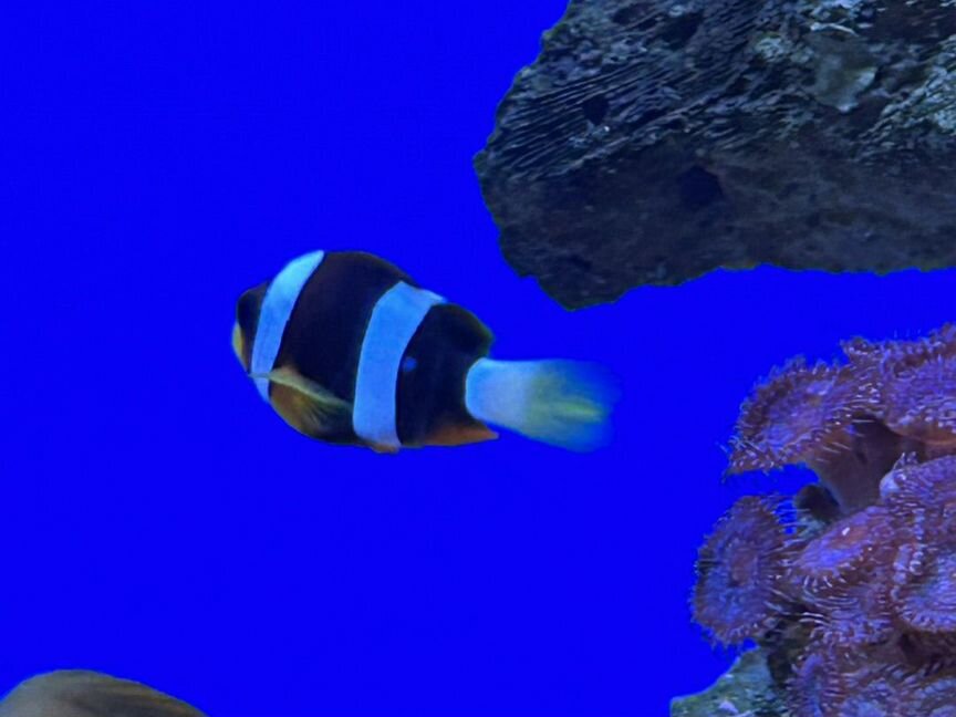 Клоун кларк в морской аквариум