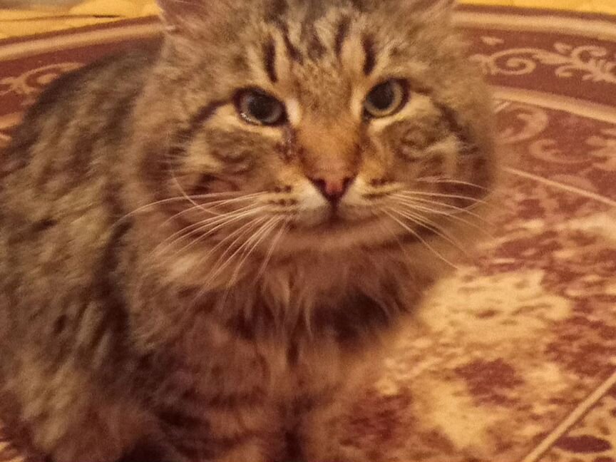 Кот, помесь с мейкуном