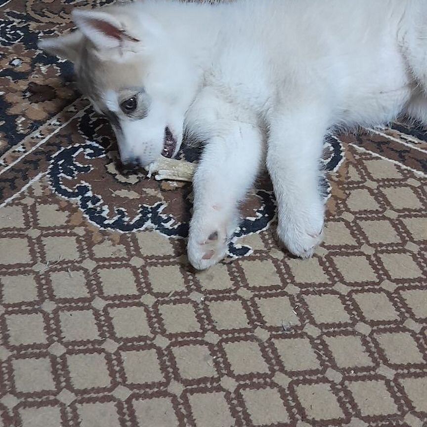 Собачка девочка порода/ хаски