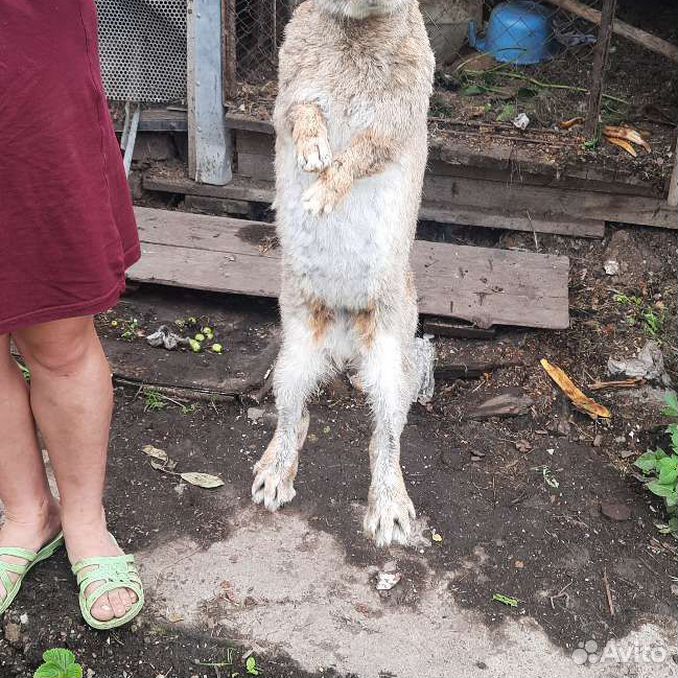 Кролики породы великан