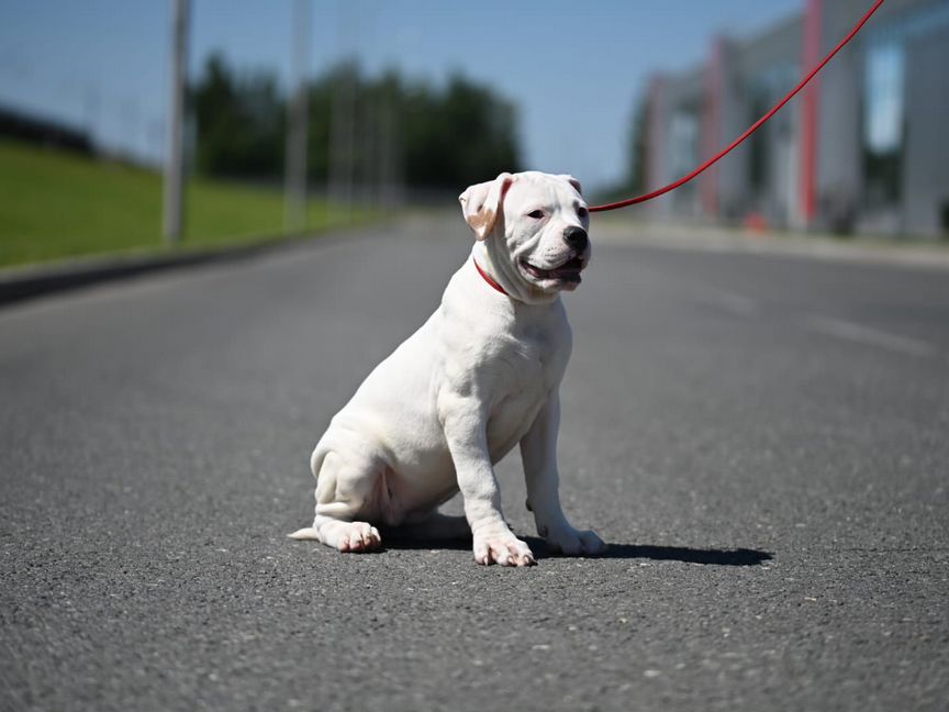 Американский бульдог