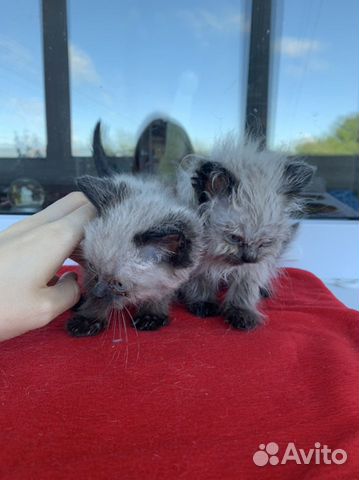 Котята котёнок