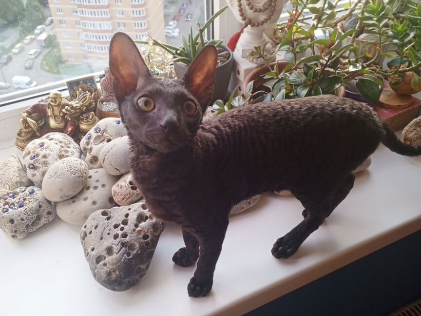 Корниш-рекс