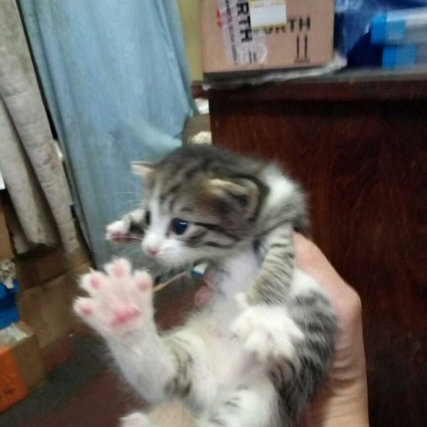 Котята в добрые руки