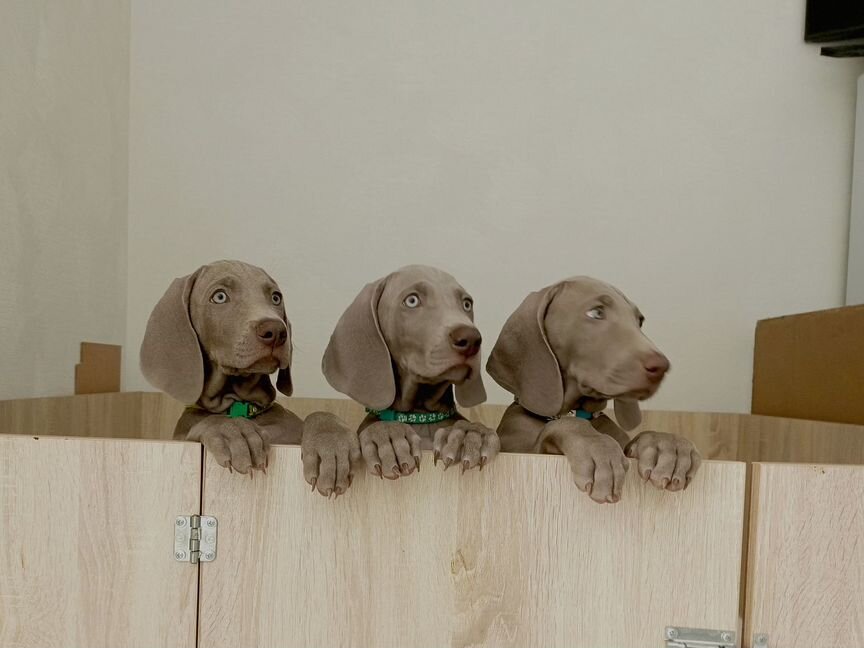 Щенки Веймаранера