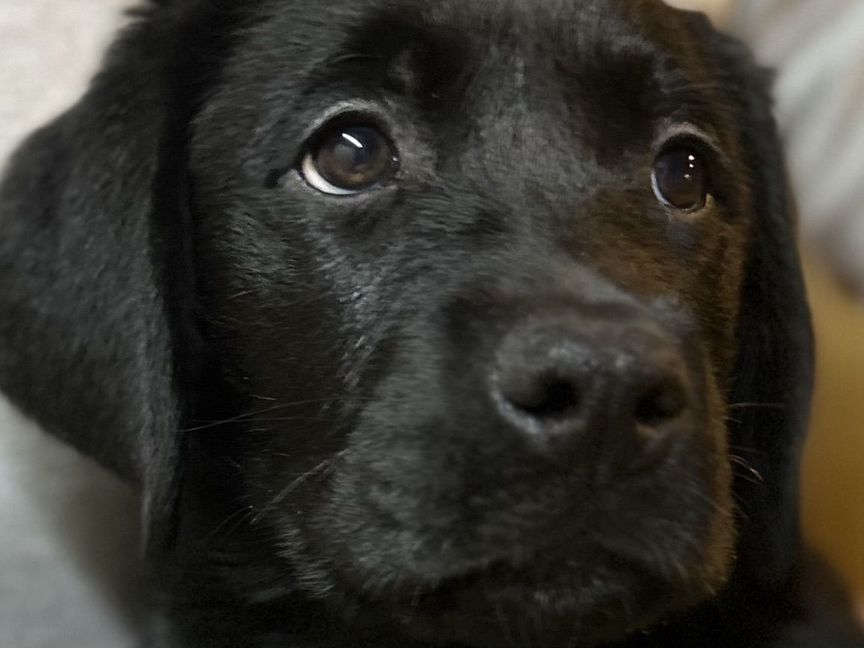 Чистокровные щенки лабрадора ретривер