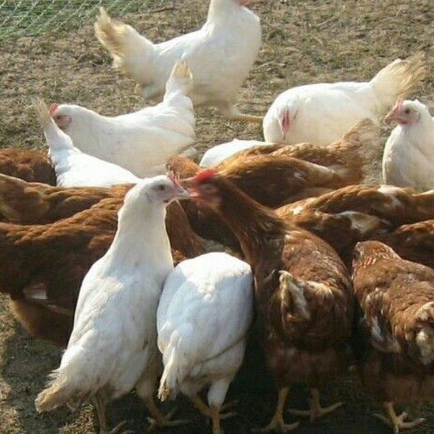 Куры молодки несушки