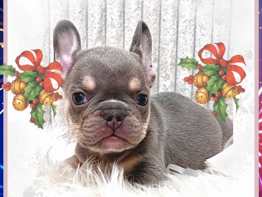 Рождественское чудо