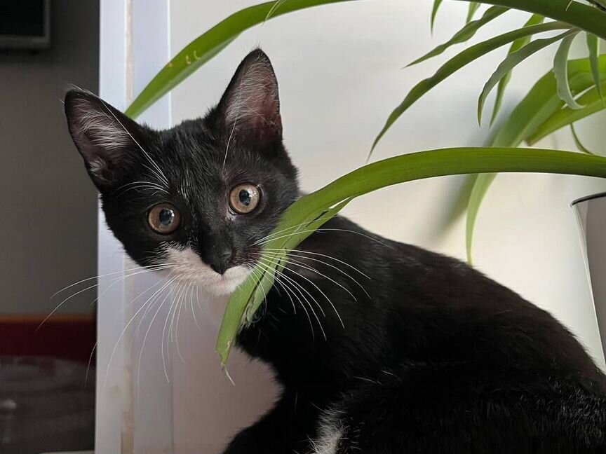 Кошка в дар бесплатно