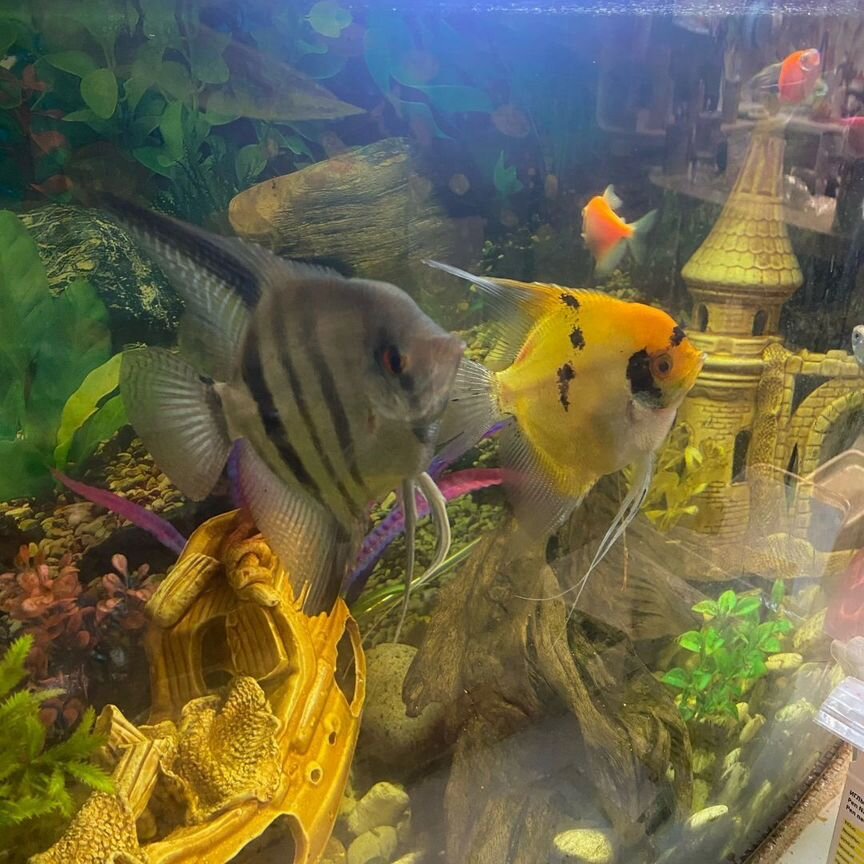 Бесплатно Живая рыба для аквариума