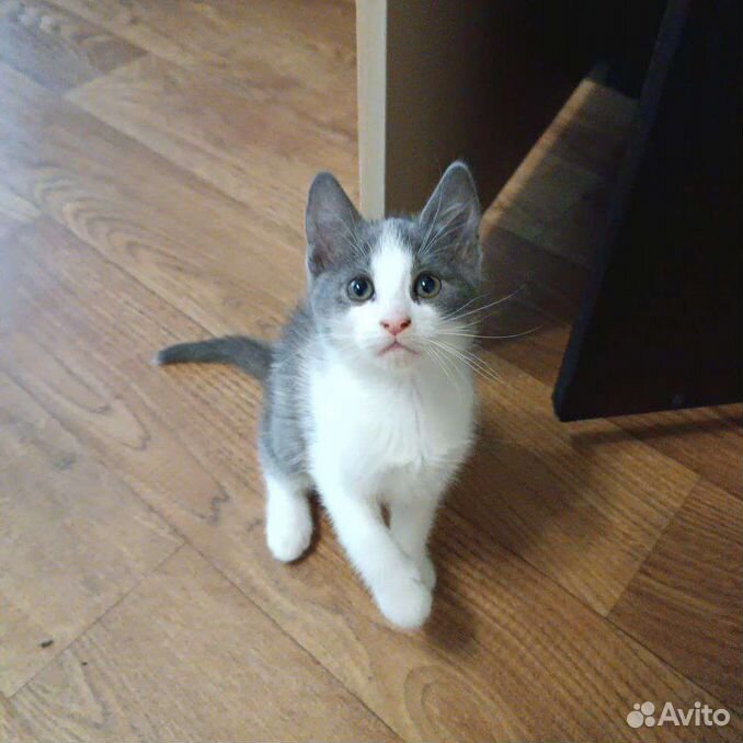 Кот/кошка в дар, маленькие, котята,кот,котенок