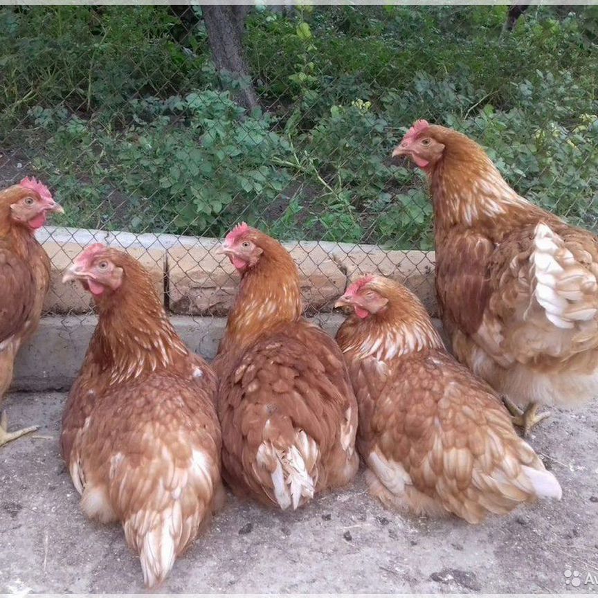 Продам куриц