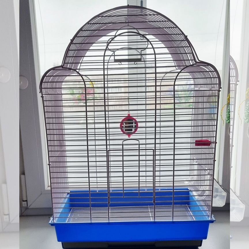 Волнистый попугай