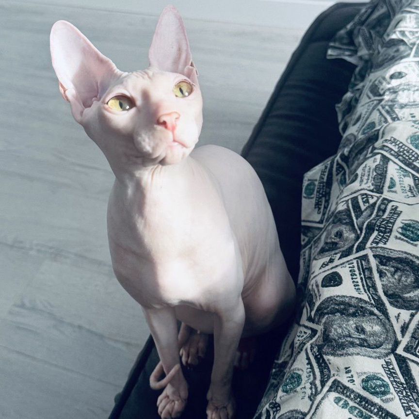 Канадский сфинкс, взрослая кошка