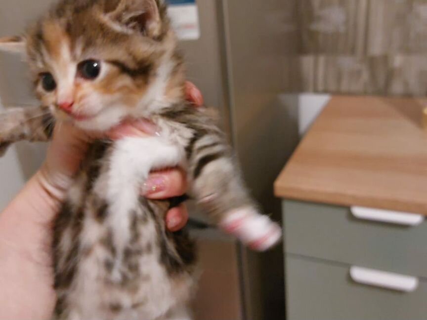 Котята Шотландские