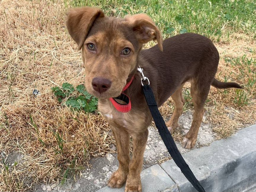 Бесплатно щенок в хорошие руки