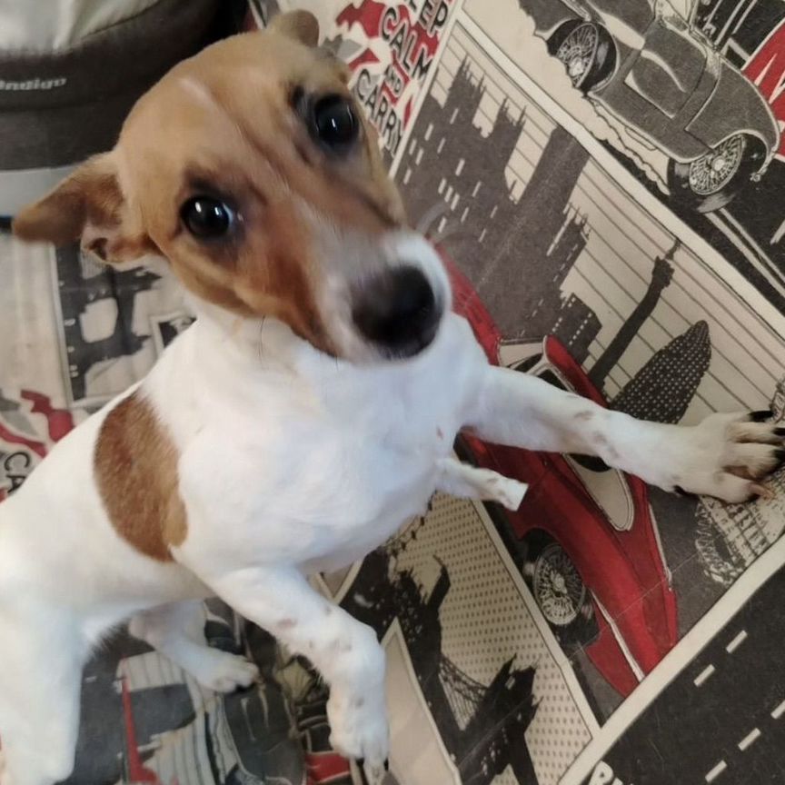 Джек-рассел-терьер, щенок