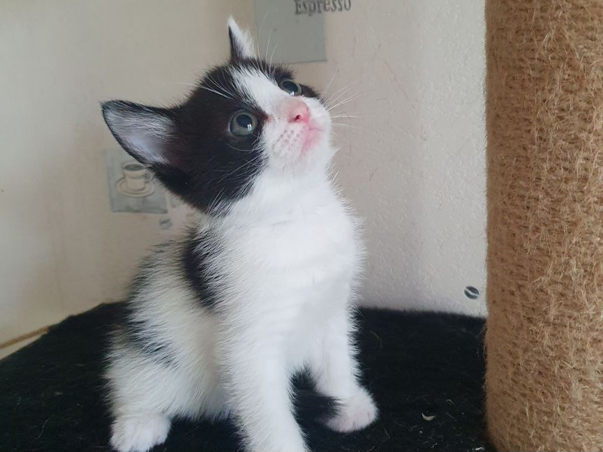 Котята от бомбейской кошки