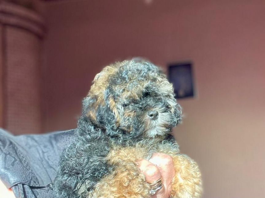 Кукольный micro пушон