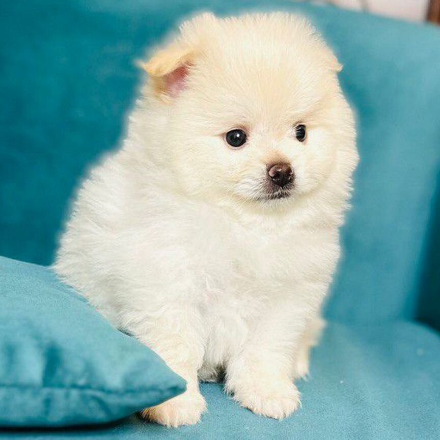 Померанский шпиц мини мальчик