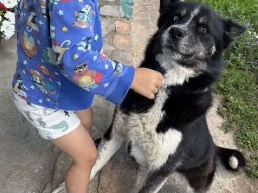 Собака в добрые руки