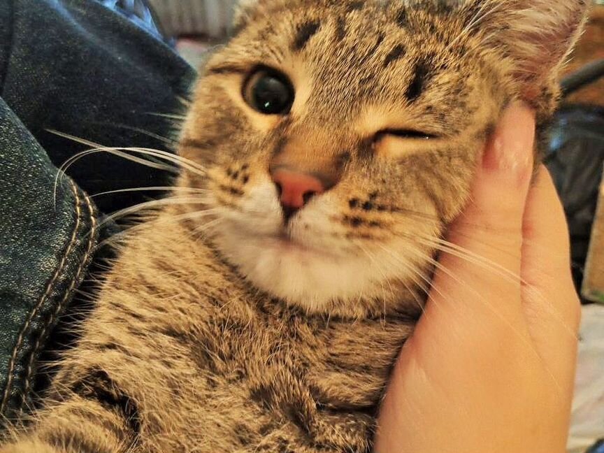 Кошка Печенька