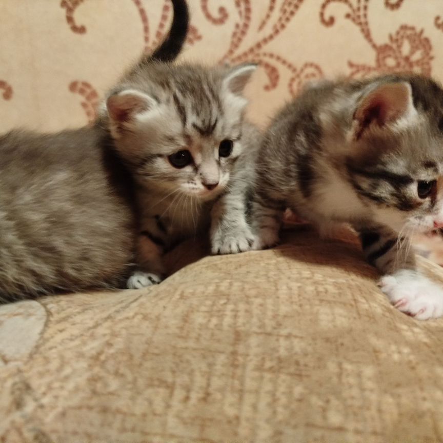 Сибирская дворовая