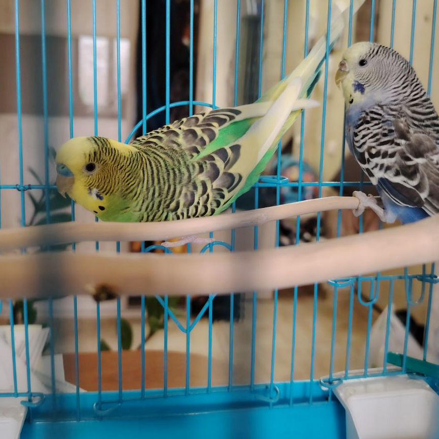 2 попугая с клеткой