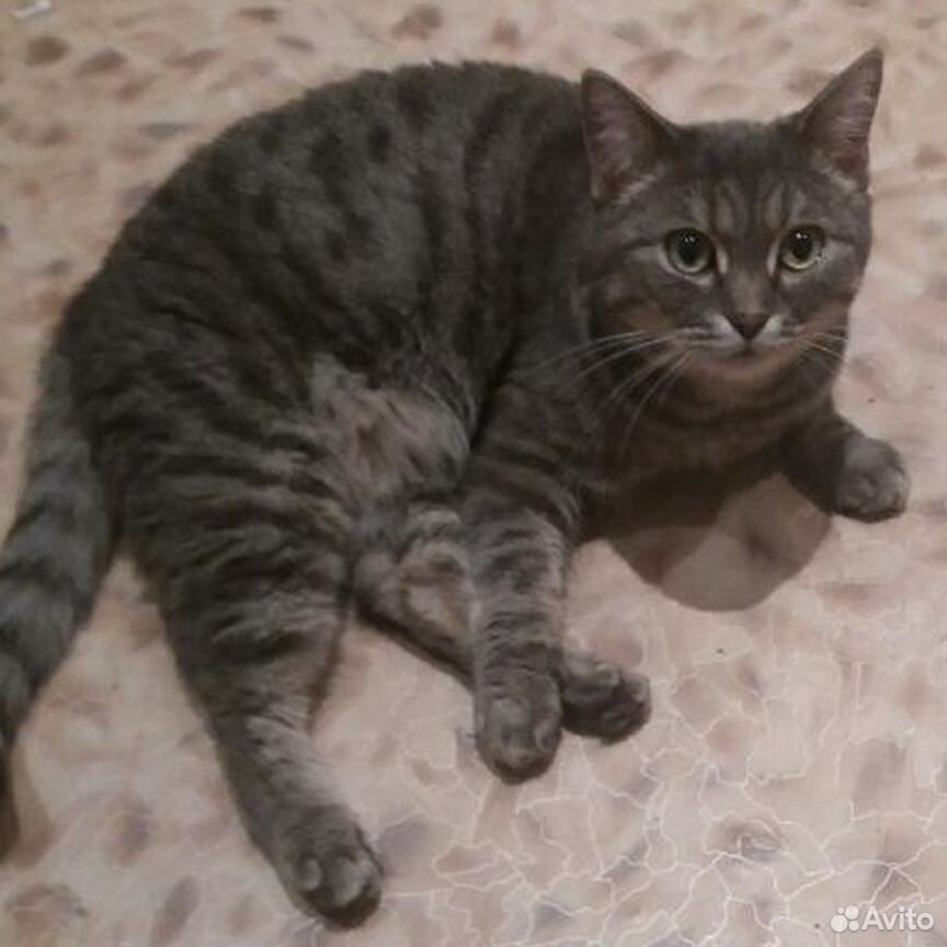 Кошка