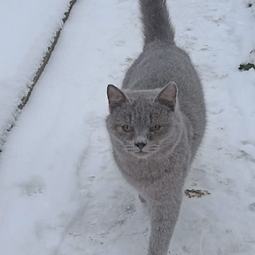 Кот. 7 мес