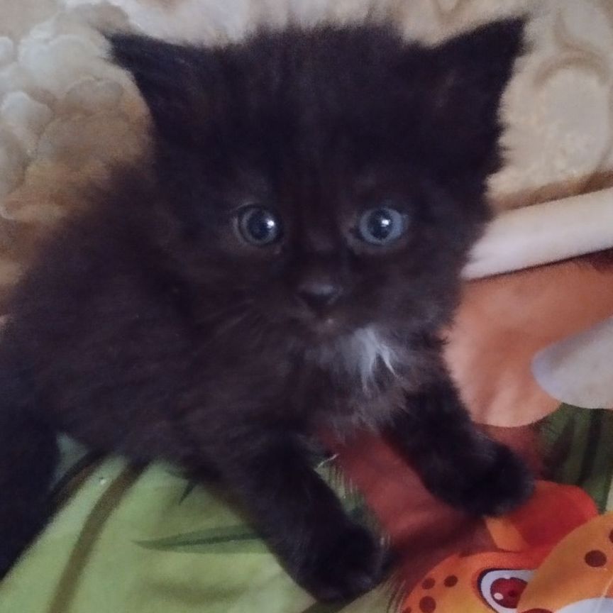 Кошечки