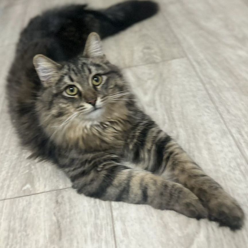 Котик в добрые руки