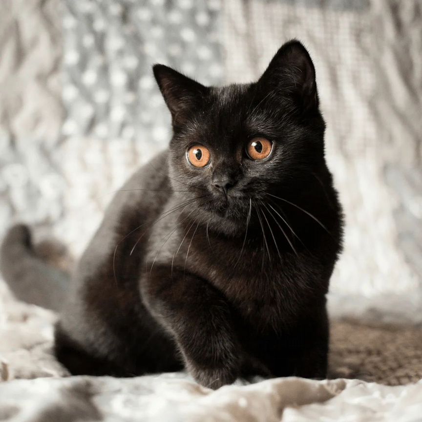 Бомбейская кошечка