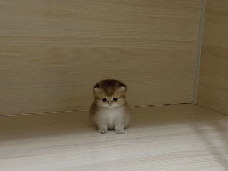 Шатландскте прямоухие котята